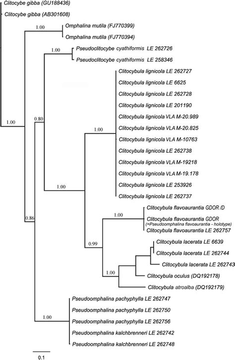 A Phylogram Derived From Ml And Bayesian Analyses Based On I S Data