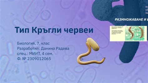 Types Of Roundworms By Danina Radeva On Prezi