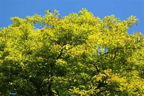 Types Of Trees In California With Pictures House Grail
