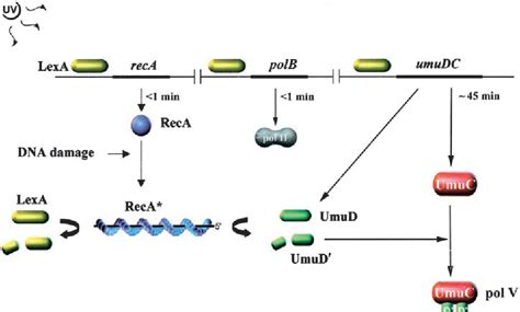 Figure 2 From Error Prone Repair Dna Polymerases In Prokaryotes And Eukaryotes Semantic Scholar