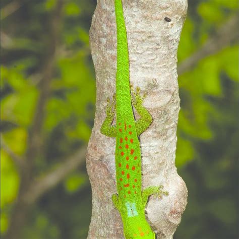 Phelsuma Pasteuri Meier 1984 Mt Combani Mayotte Download