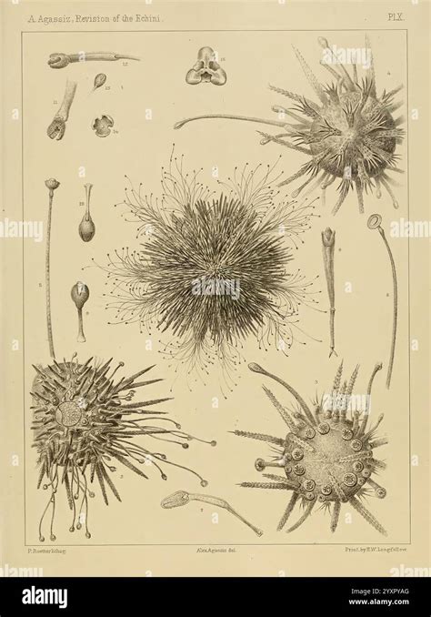 Revision Of The Echini Cambridge [mass ] University Press 1872 1874