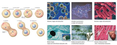 Introduction To Microbiology Chapter The Microbial World Flashcards Quizlet