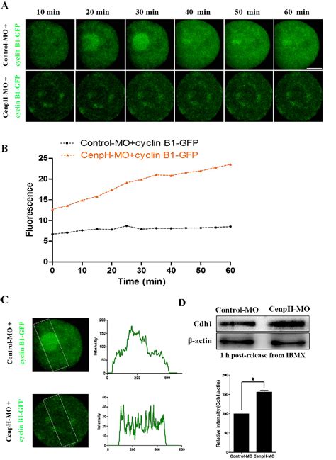 Figure 1 From Cenph Regulates Meiotic G2 M Transition By Modulating The