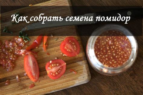 Посадка семян помидоров на рассаду - лучшие способы, мастер-классы