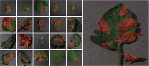 An Effective Image Based Tomato Leaf Disease Segmentation Method Using Mc Unet Pmc