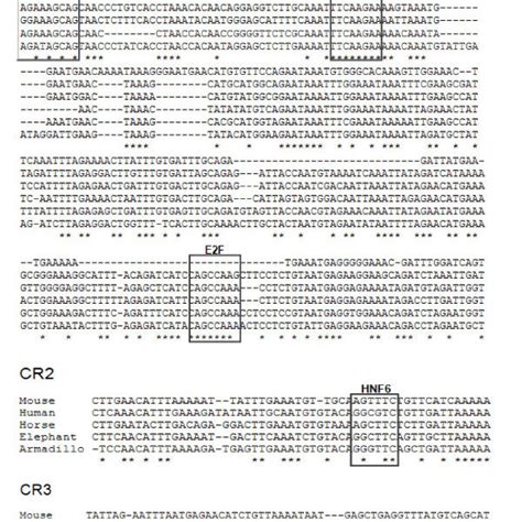 highly conserved sequence and tfbss in the 5 proximal and distal