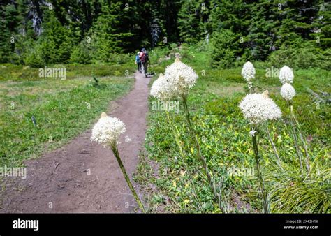 Bear Grass Wildflowers Xerophyllum Tenax In Full Bloom Mount Rainier