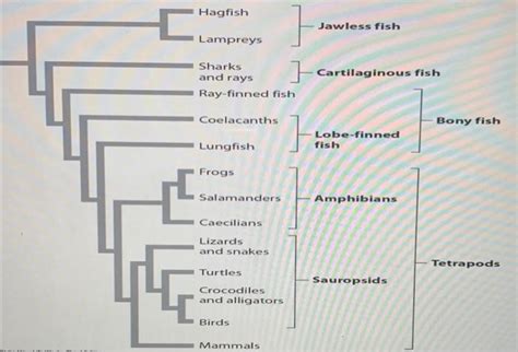 Solved Consider The Phvlogenetic Tree Shown In Tho Fiqure