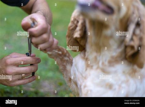 Spaniel Claw Grooming Dog Nails In Nature On A Green Background Cut