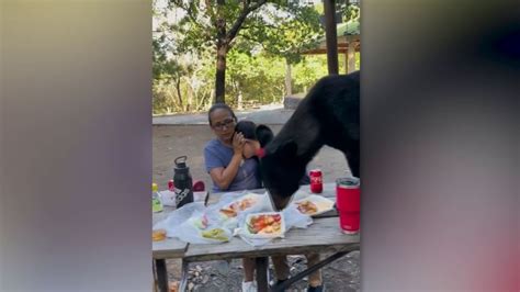 Mutter beschützt ihren Sohn als ein Bär auf den Picknicktisch springt