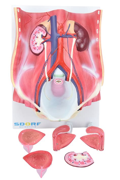Sistema Urinário Dual Sexo em Partes