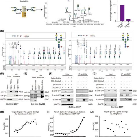 Functional Analysis Of Siglec‐7⁺ Cd8⁺ T Cells A Time Course Of