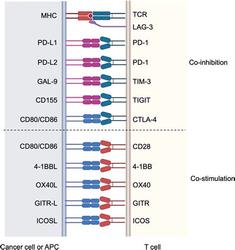 Multiple Costimulatory And Inhibitory Interactions Regulate T‐cell