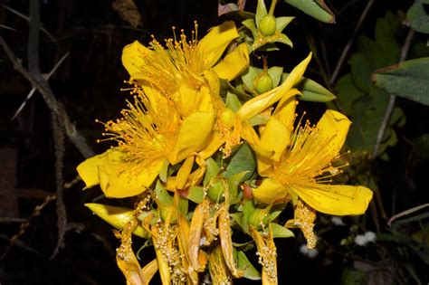 Hypericum Cordifolium Eflora Of India