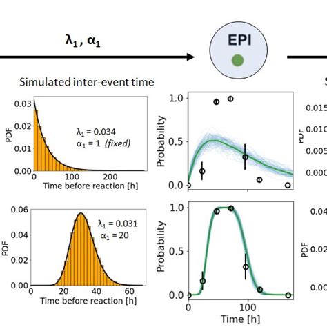 A Mouse Stem Cells At 3 Different Stages Of Differentiation From The