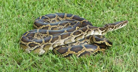 Un Lince Rojo En Florida Mató Y Se Comió Una Pitón De 4 Metros Por Primera Vez Registrada Infobae