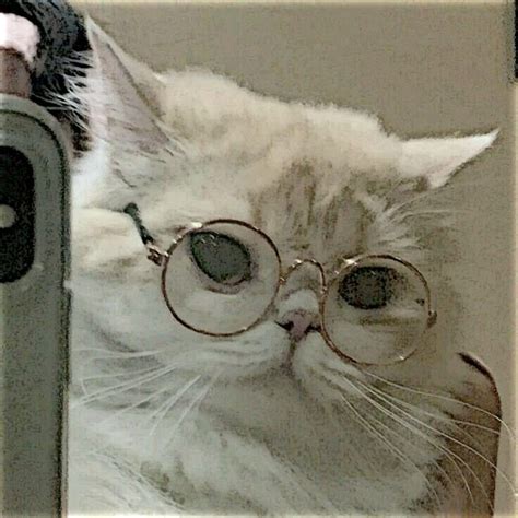 𝒞at 𝒫fp In 2023 Funny Cute Cats Cute Cats And Dogs Cat Memes