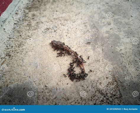 A Crowd Of Black Ants Of Unknown Species Were Eating The Bodies Of Dead