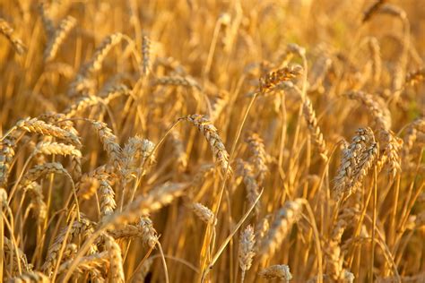 36년 만에 국산 ‘밀 수매비축제 부활