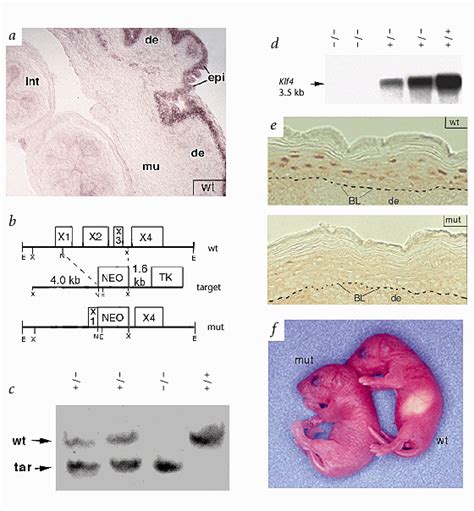 Klf4 Is A Transcription Factor Required For Establishing The Barrier