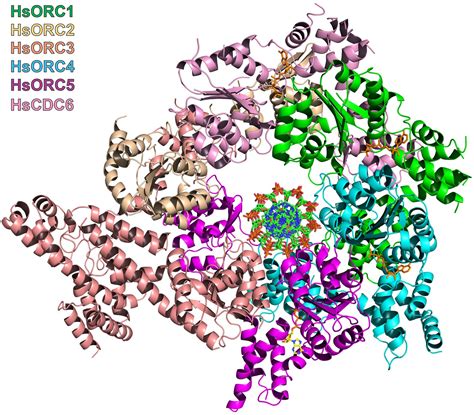 Figures And Data In Structure Of The Active Form Of Human Origin