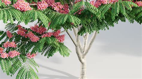 Cassia Javanica Java Cassia 3d Model Free 3d Model For Design