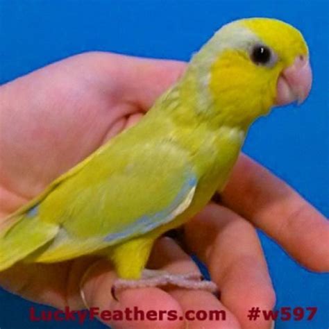 Parrotlet Color Mutations