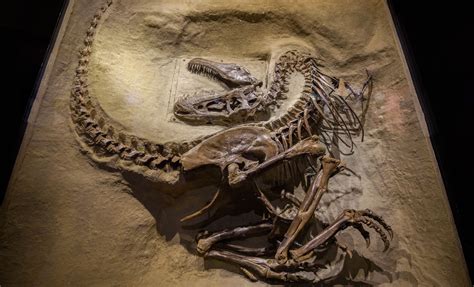 Scientists Discover Hidden Dinosaur Mass Grave Full Of Thousands Of Fossils