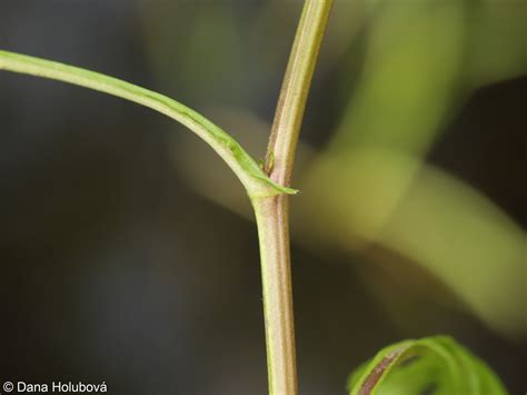 Rorippa Palustris • Floravegeu