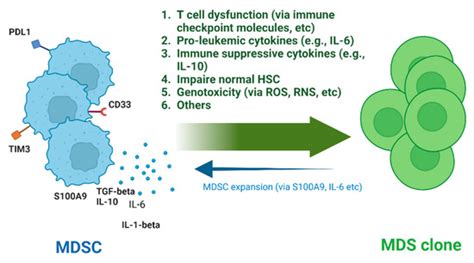 Jcm Free Full Text Myeloid Derived Suppressor Cells New Insights Into The Pathogenesis And