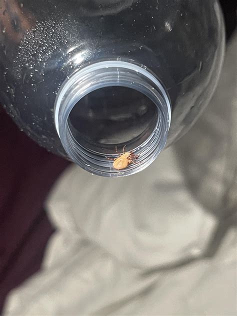 What Bug Could This Be Was Attached To My Scalp 😭😭😭 R Entomology