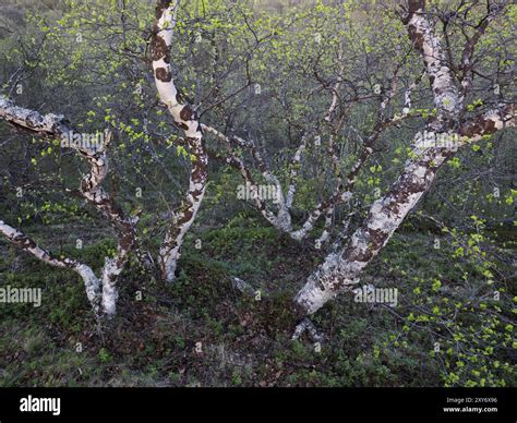 Hairy Birch Betula Pubescens Very Old Stunted Trees Growing Upon A