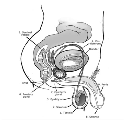 Male Reproductive Anatomy Flashcards Quizlet