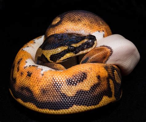 Ball Python Body Language A Detailed Guide With Pictures