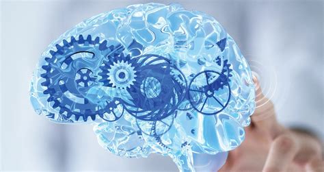 Which Part Of The Brain Controls Motivation And Reward San Diego Neuro Feedback