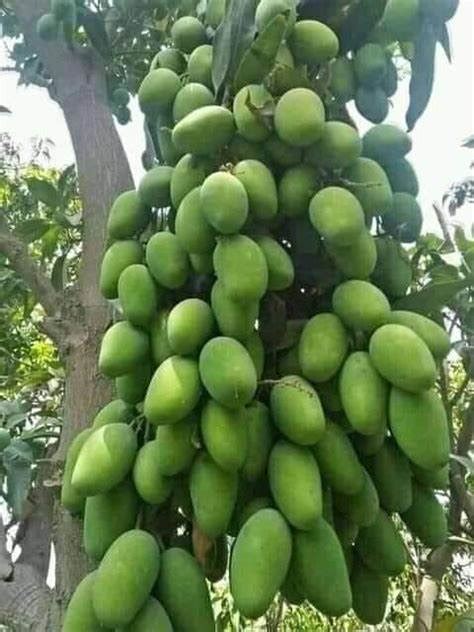 Kebaikan seperti pohon yang berbuah lebat - Sebariskata.com