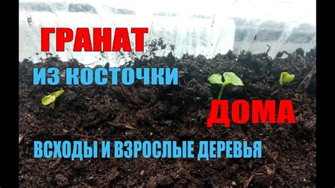Домашний гранат.Гранат всходы из косточкек и взрослые гранаты дома ...