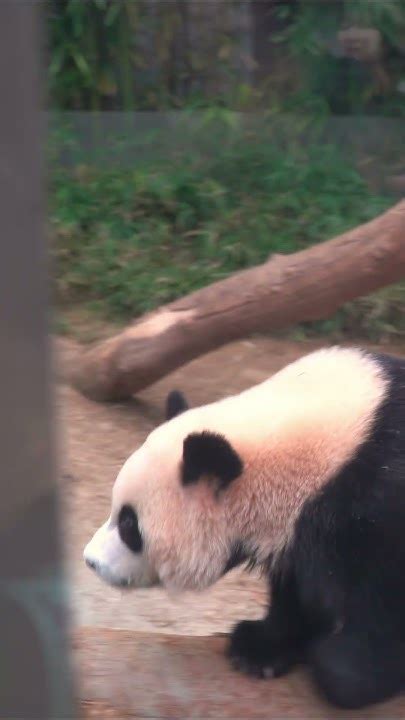 세상에나💥 루이바오 는 낮잠을 자고 일어난 뒤 할아버지에게 간식을 얻기 위해 이곳저곳을 돌아다녔어요 🤣🤣 루이바오 후이바오 푸바오 아이바오 러바오 할부지