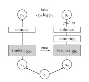 Exploring DINO Fine Tuning DINO Self Supervised Learning Road Segmentation