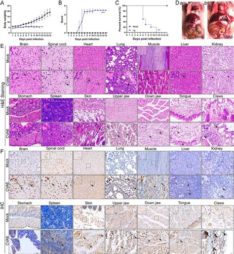 A Mouse Adapted Cva6 Strain Exhibits Neurotropism And Triggers Systemic Manifestations In A