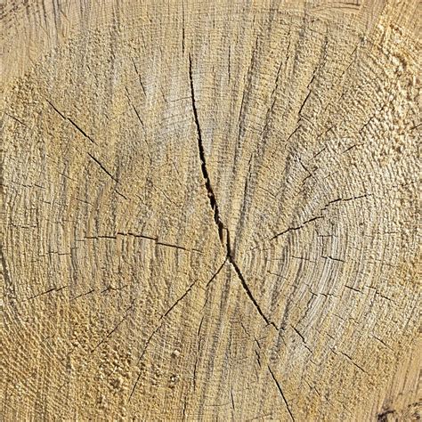 Sawn Wood Texture Stock Image Image Of Rough Background 216909131