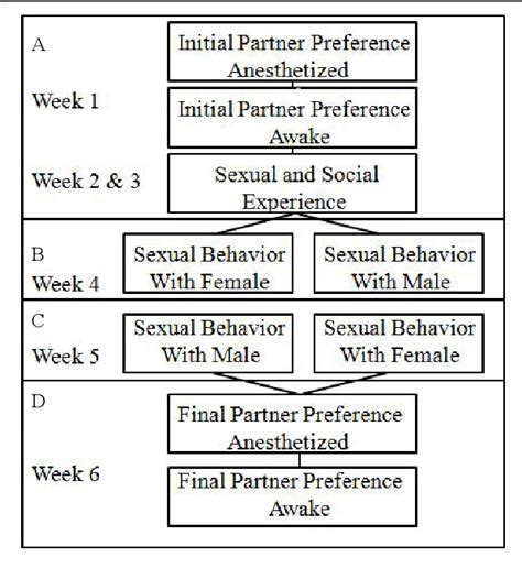 Figure 1 From Estradiol Treatment During Perinatal Development Alters Adult Partner Preference