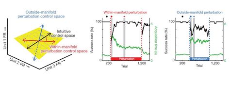 Low Dimensional Manifolds In Neuroscience And Evolution Blog