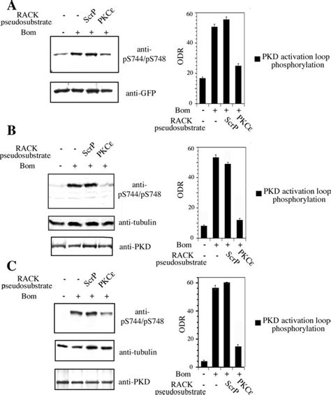 Effect Of The Pkc Rack Pseudosubstrate On The Activation Loop Download Scientific Diagram