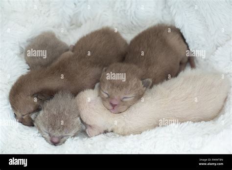 Four Newborn Five Day Old Kittens Burmese Breed On The Fur Litter Stock