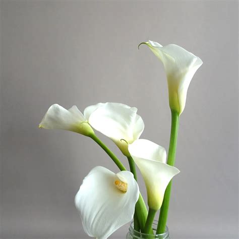 白のカラーは清楚で華やかで気品させも感じるステキなお花で大人 Topics 東京のフラワーアレンジメント・フラワースクール