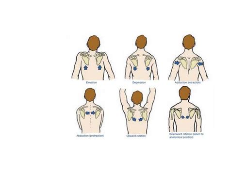 Scapular Region Pdf د نوفل الحديثي Muhadharaty