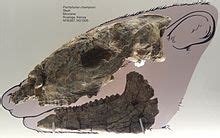 Hyrax Wikipedia