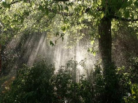Why Trees Attract Rain Find Out Here